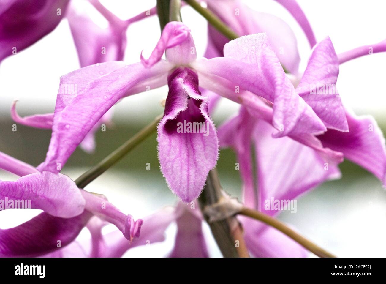 Dendrobium orchid (Dendrobium anosmum) flowers Stock Photo - Alamy