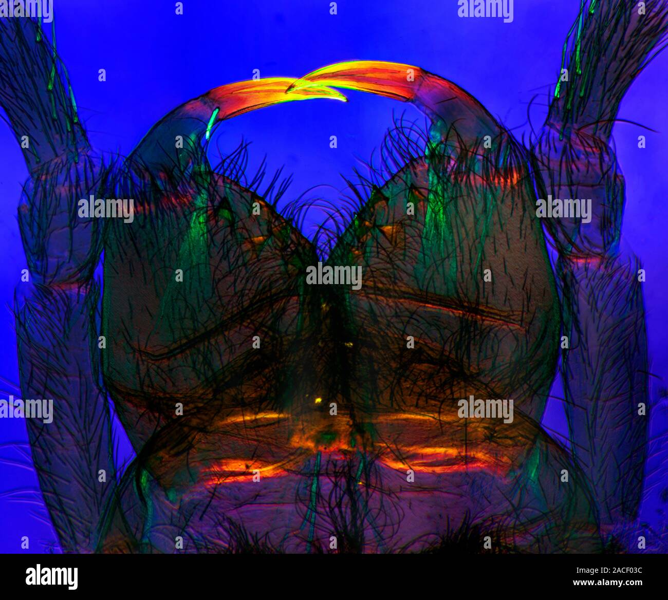 Spider mouthparts. Polarised light micrograph of the chelicerae and ...