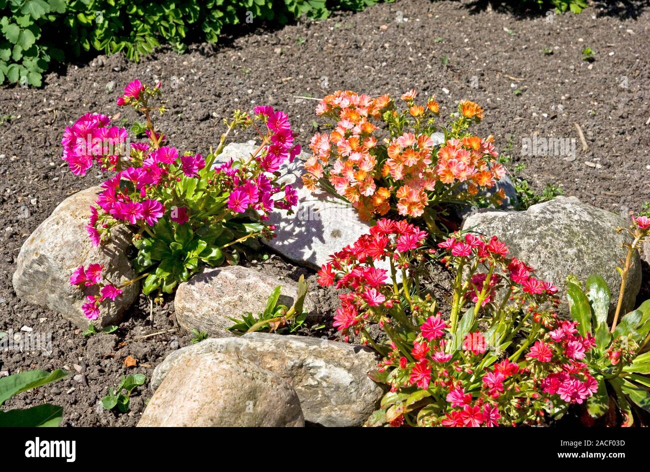 Siskiyou lewisia (Lewisia cotyledon) plants. Three different varieties ...