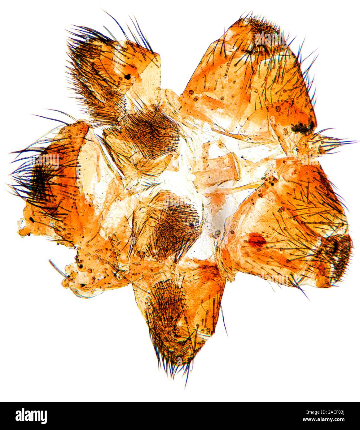 Spider spinnerets. Light micrograph of the end of the abdomen of a ...