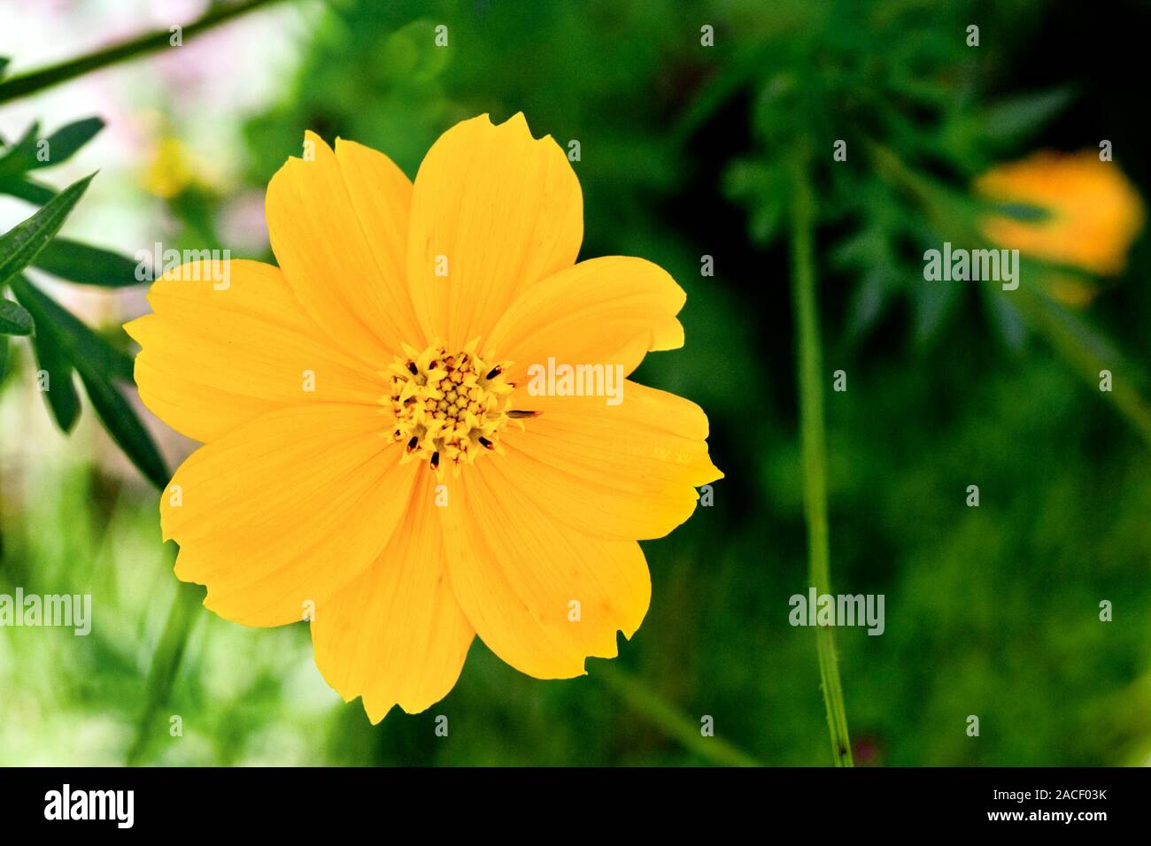 Yellow cosmos (Cosmos sulphureus). This flower is native to Central ...