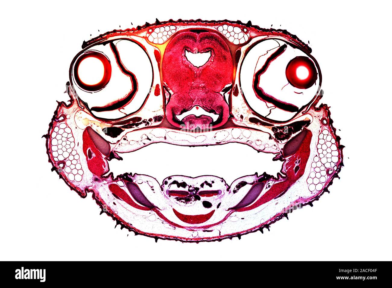 Dogfish head. Light micrograph of a transverse section through the head ...