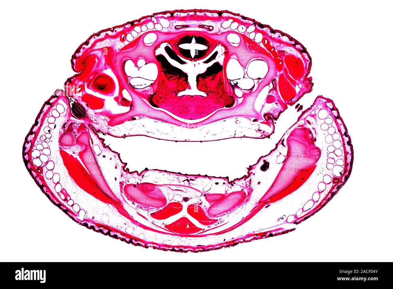 Dogfish head. Light micrograph of a transverse section through the head ...