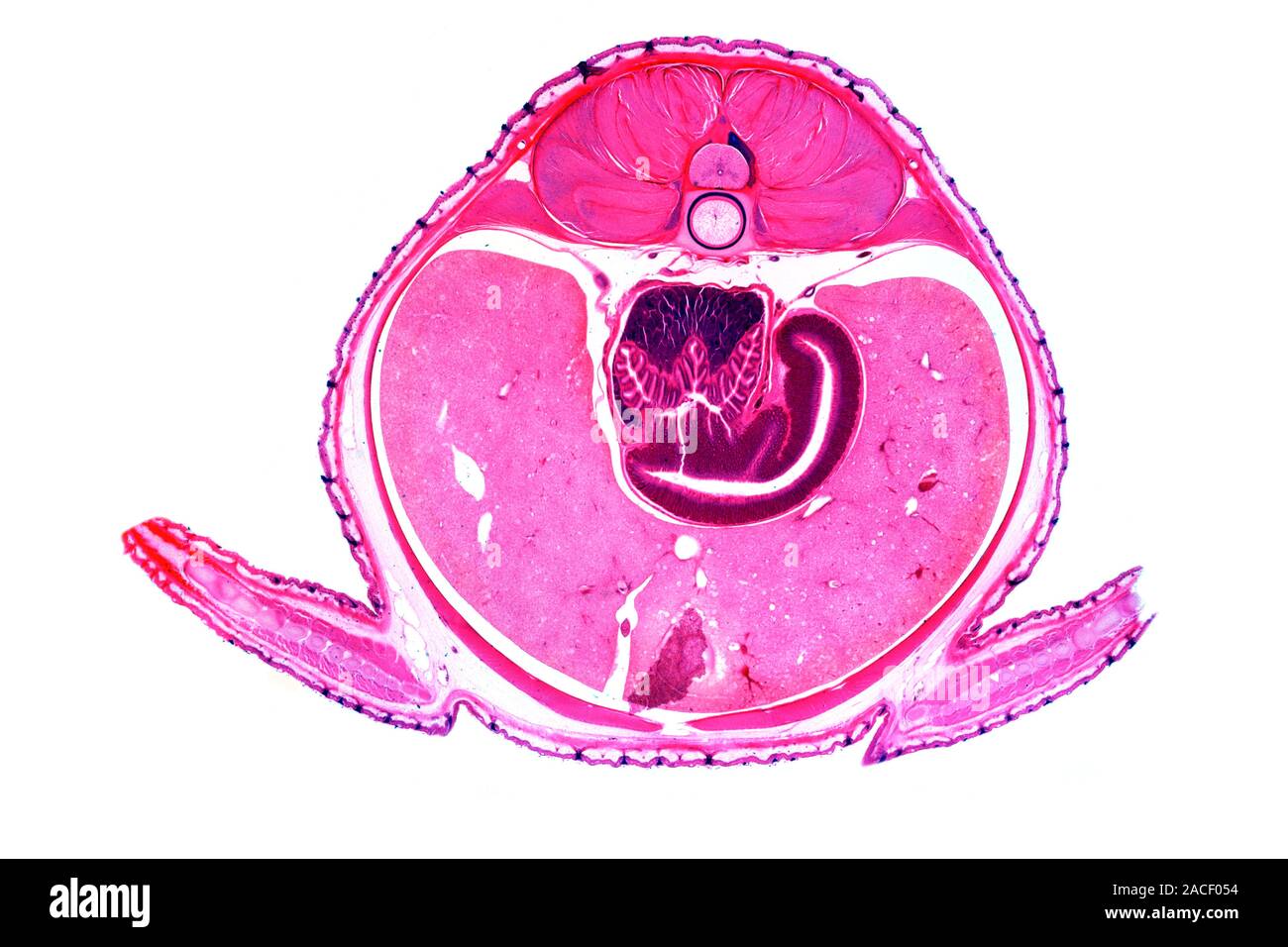 Dogfish liver area. Light micrograph of a transverse section through ...