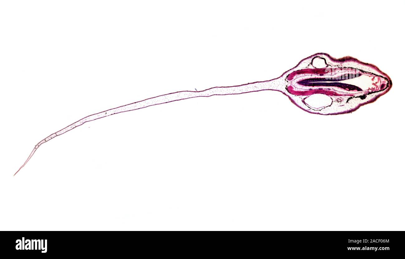 Frog tadpole. Light micrograph of a longitudinal section parallel to ...