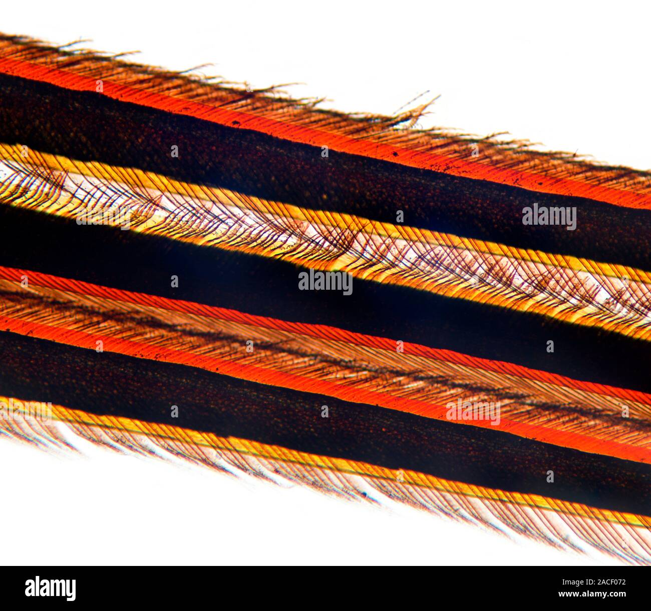 Feather vane. Light micrograph of a part of a vane of a contour feather ...