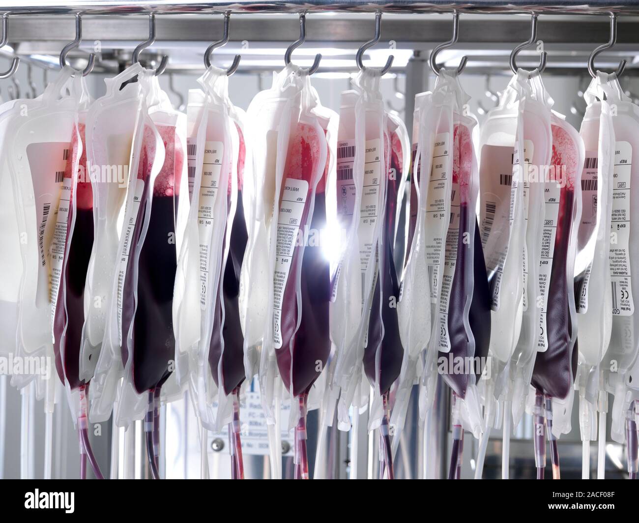 Donor blood processing. The donor blood in these blood bags is being ...