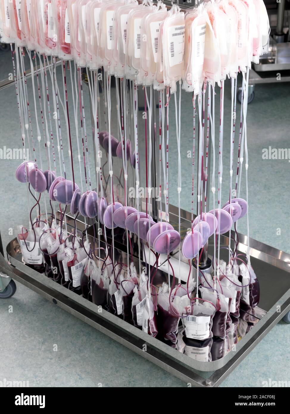 Donor blood processing. The donor blood in these blood bags is being ...