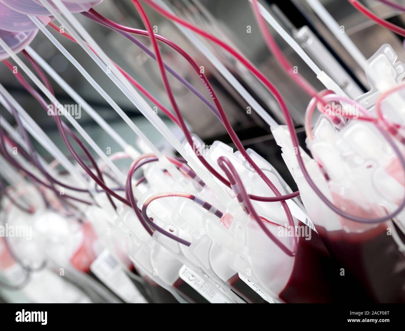 Donor blood processing. The donor blood in these blood bags is being ...