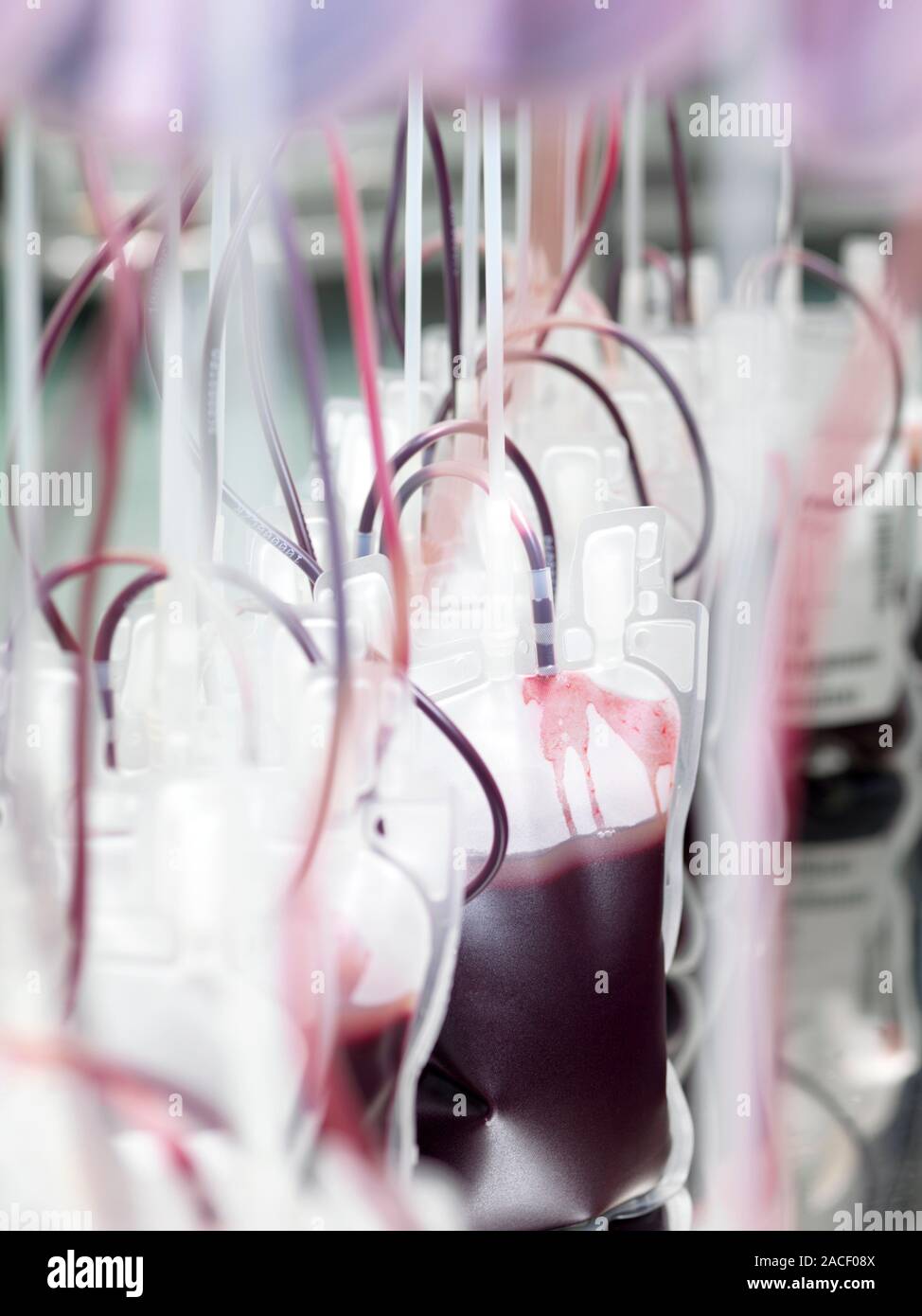 Donor blood processing. The donor blood in these blood bags is being ...