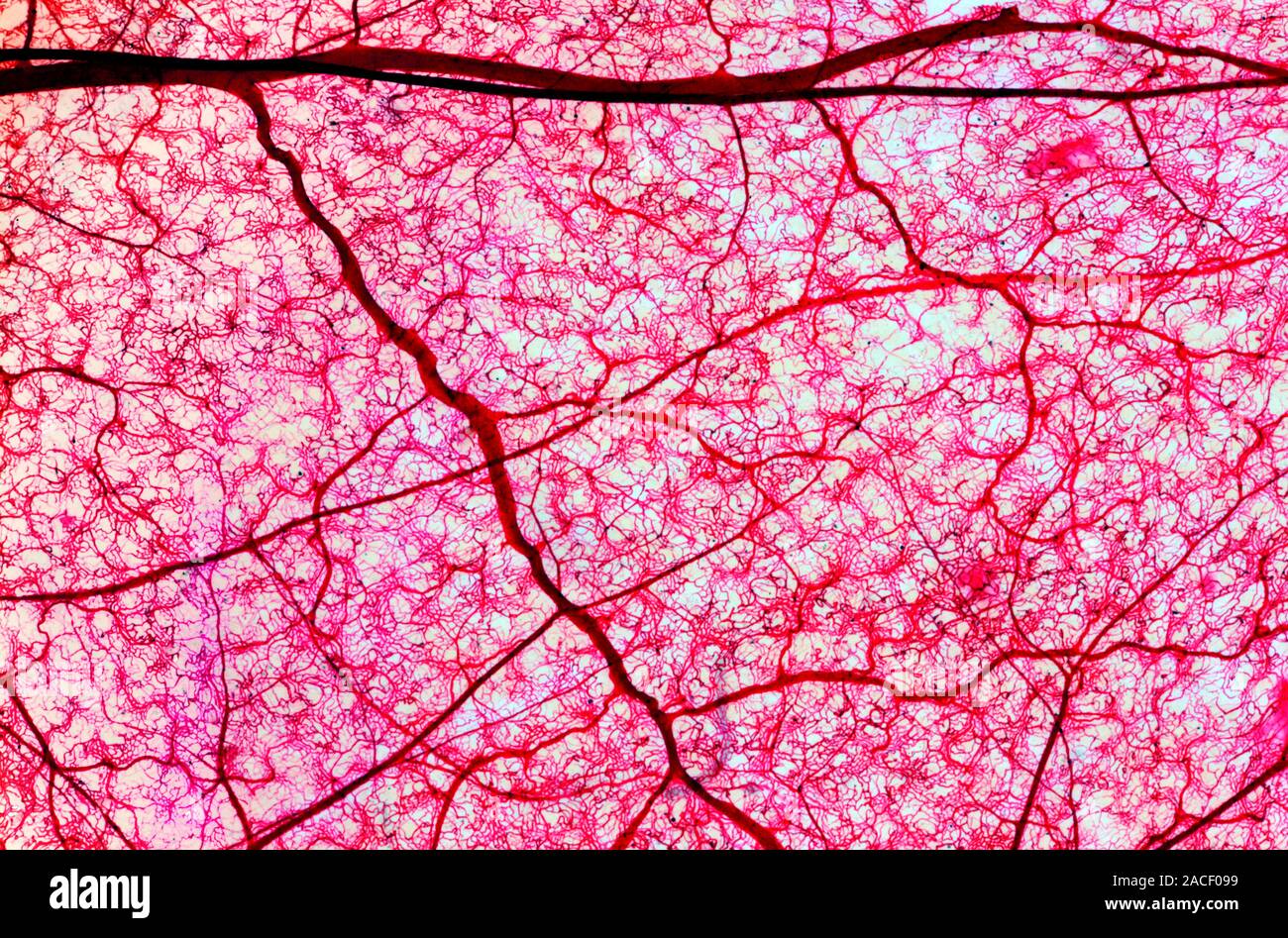 Colon blood vessels. Light micrograph of a piece of the wall of a ...
