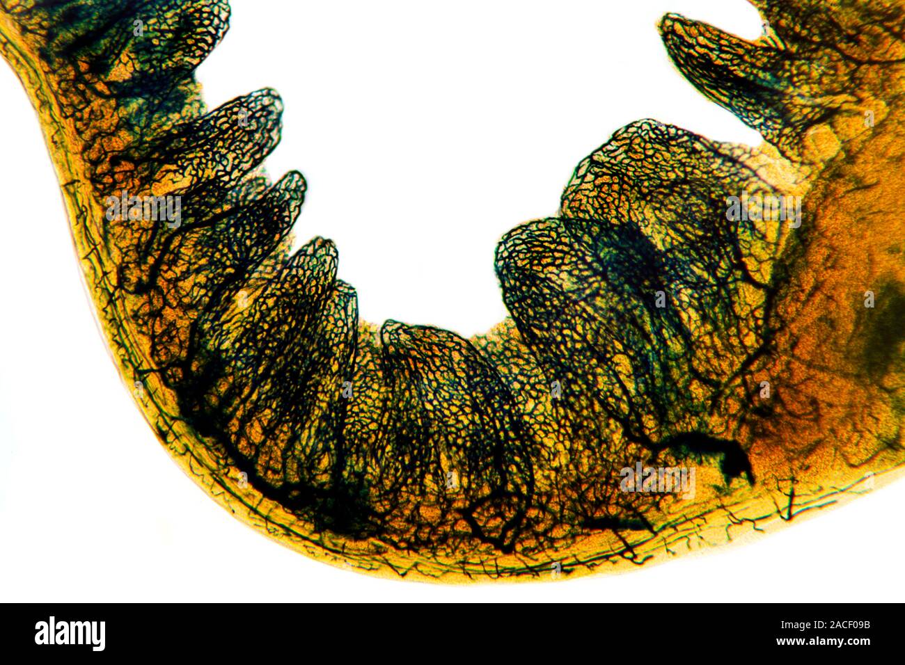 Small intestine. Light micrograph of a transverse section through a ...