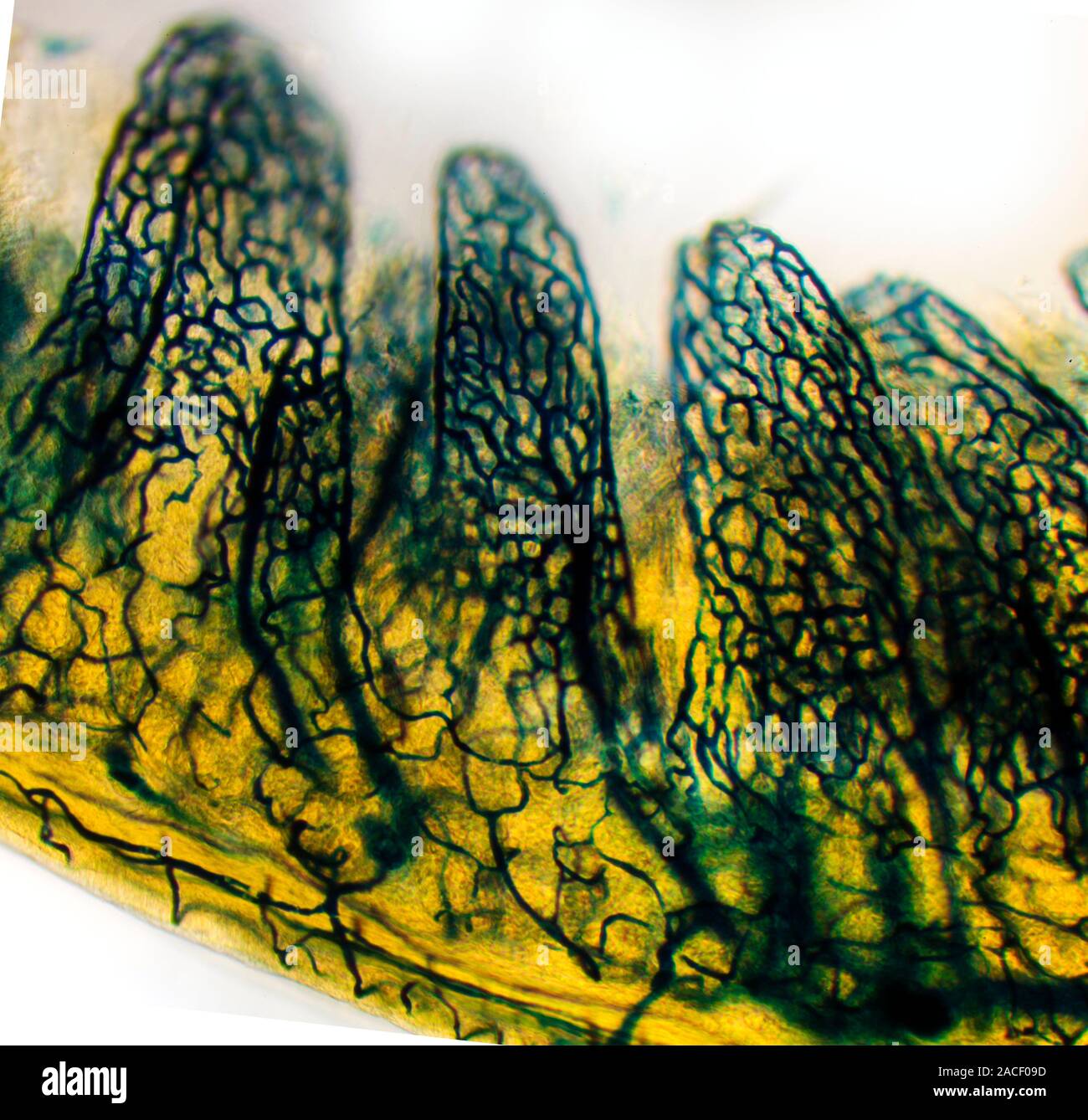 Small intestine. Light micrograph of a transverse section through a ...