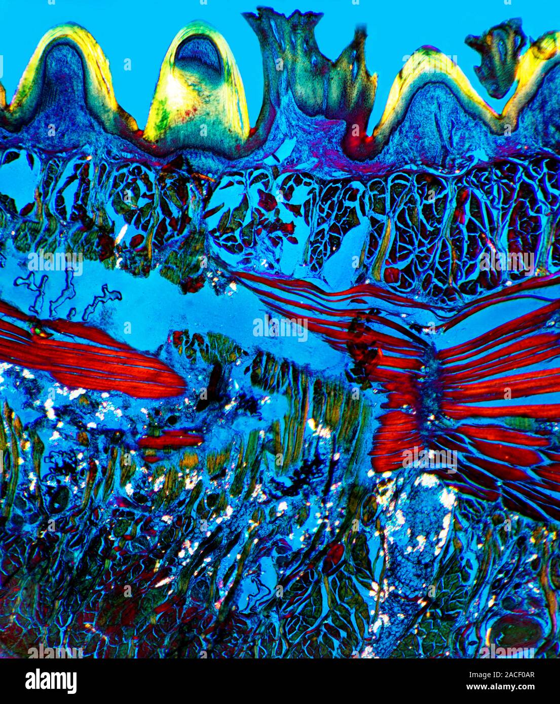 Tongue tissue. Polarised light micrograph of a transverse section ...