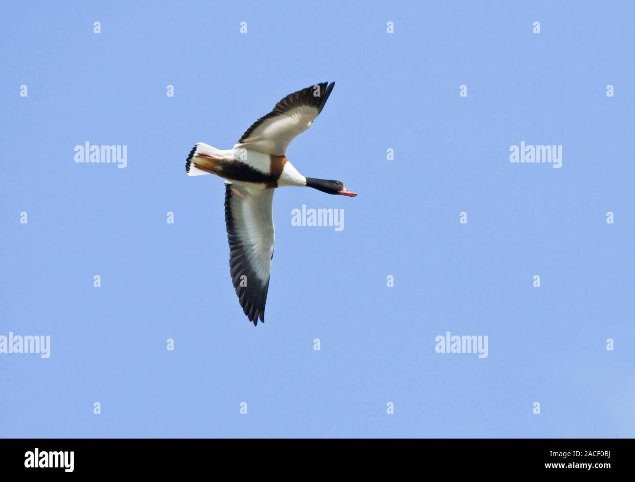 Common shelduck (Tadorna tadorna) in flight. This duck inhabits coastal ...