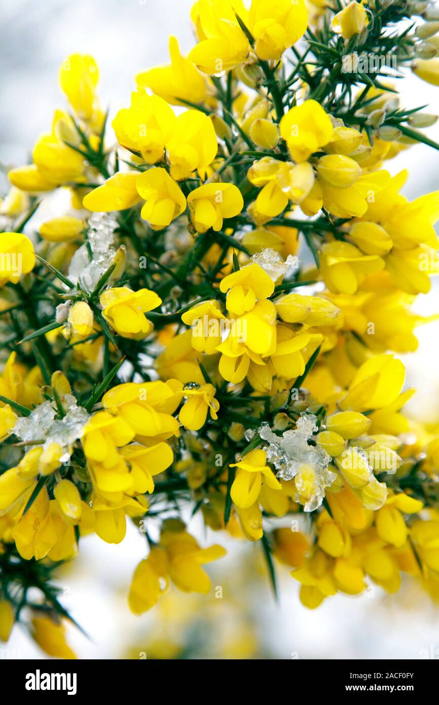 Common gorse flowers. Snow on common gorse flowers (Ulex europaeus ...