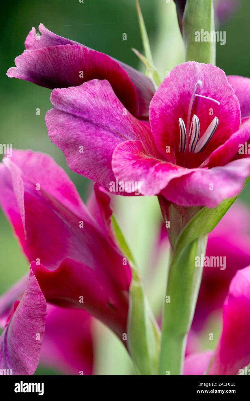 Gladiolus flowers (Gladiolus sp.). Photographed at Holly Tree Farm ...