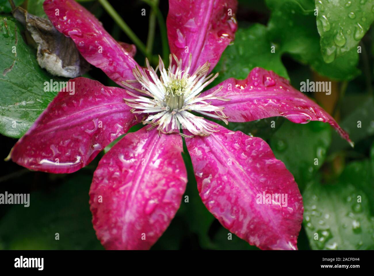 Clematis (Clematis 'Rebecca') flower Stock Photo - Alamy
