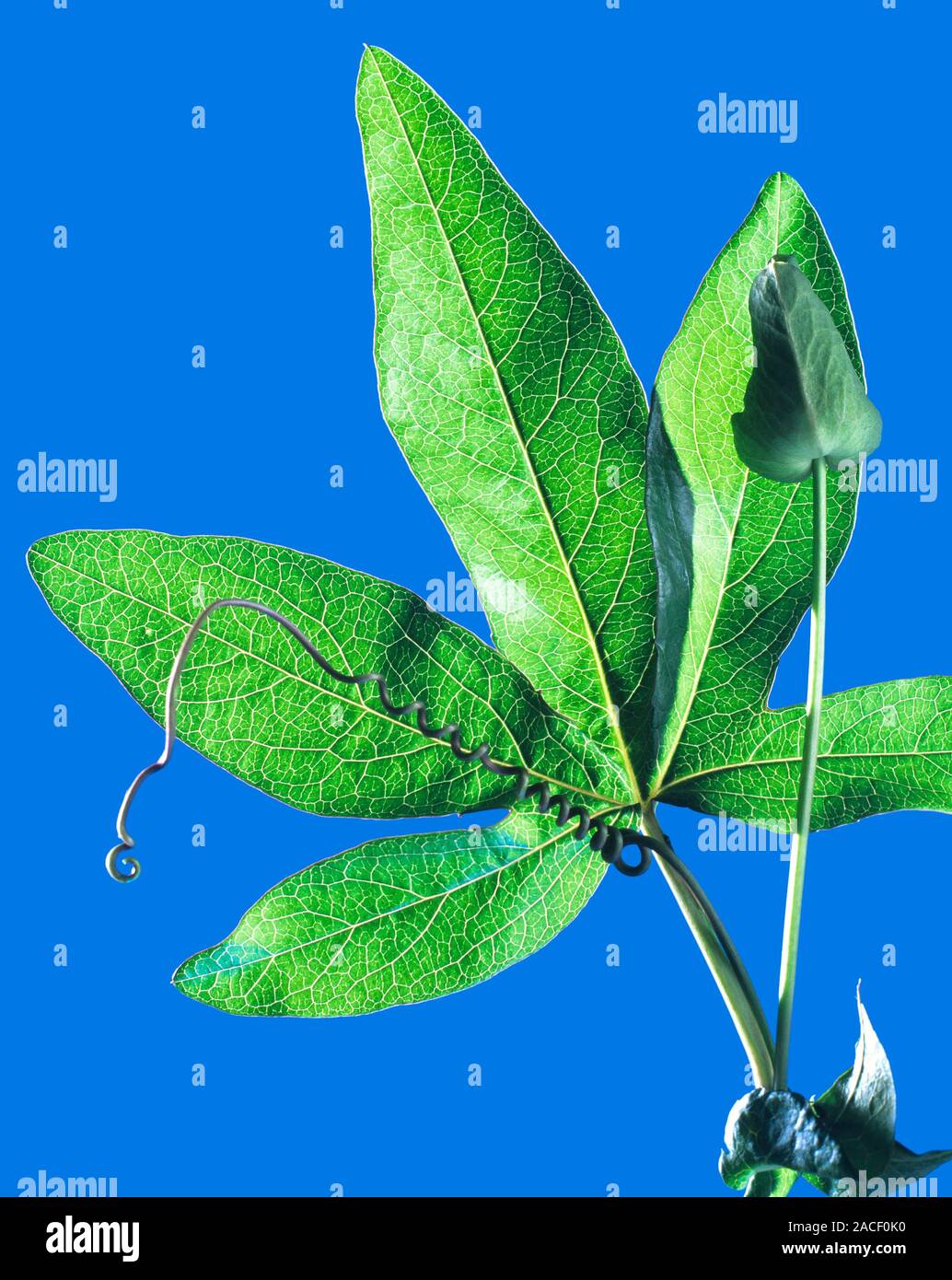 Leaf and tendril (centre, curly) of a passion flower (Passiflora ...