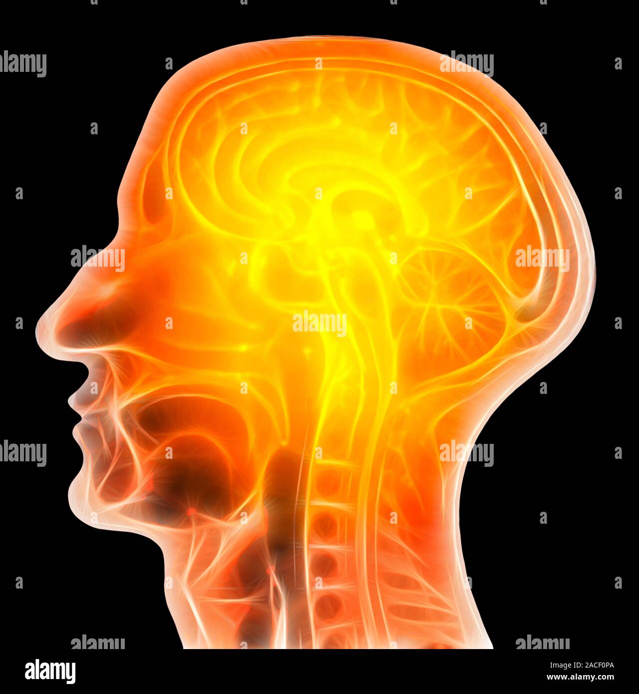Brain scan. Computer artwork of a sagittal (side) view of a human head ...