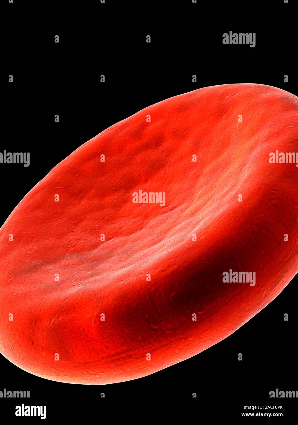 Red blood cell, computer artwork. Close-up of a red blood cell ...