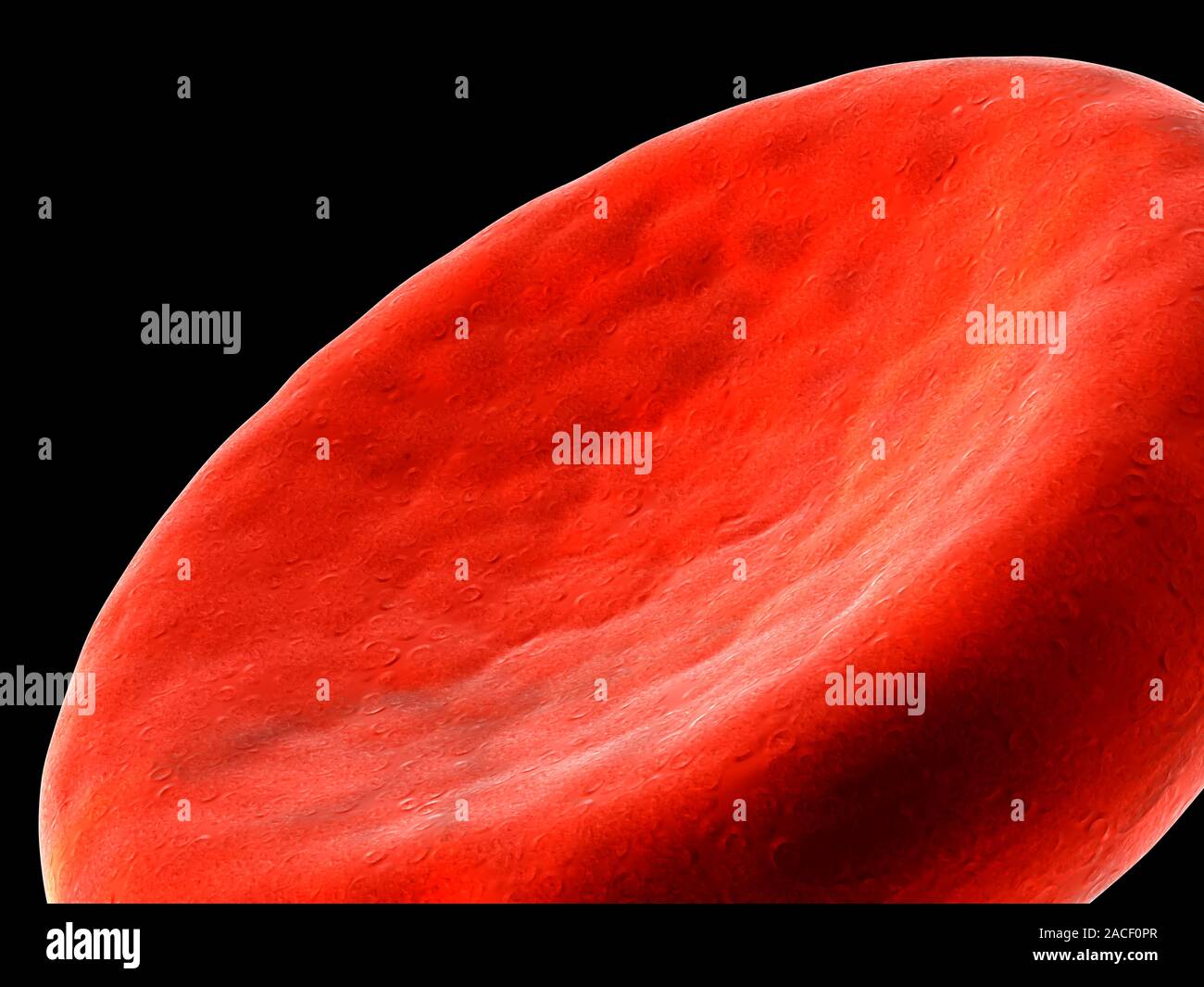 Red blood cell, computer artwork. Close-up of a red blood cell ...