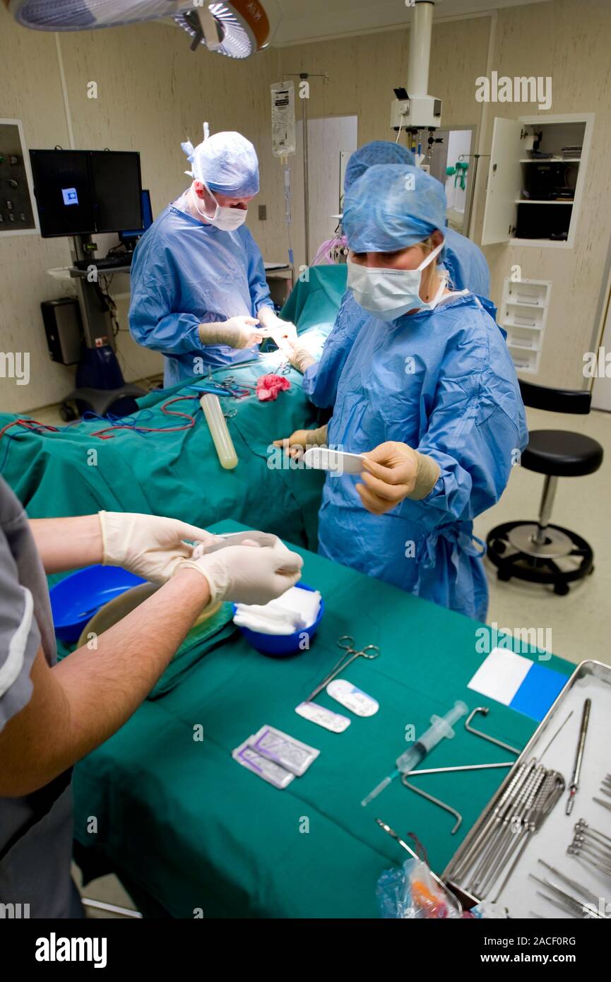 Hernia operation. Surgeons performing surgery to repair a hernia in a ...