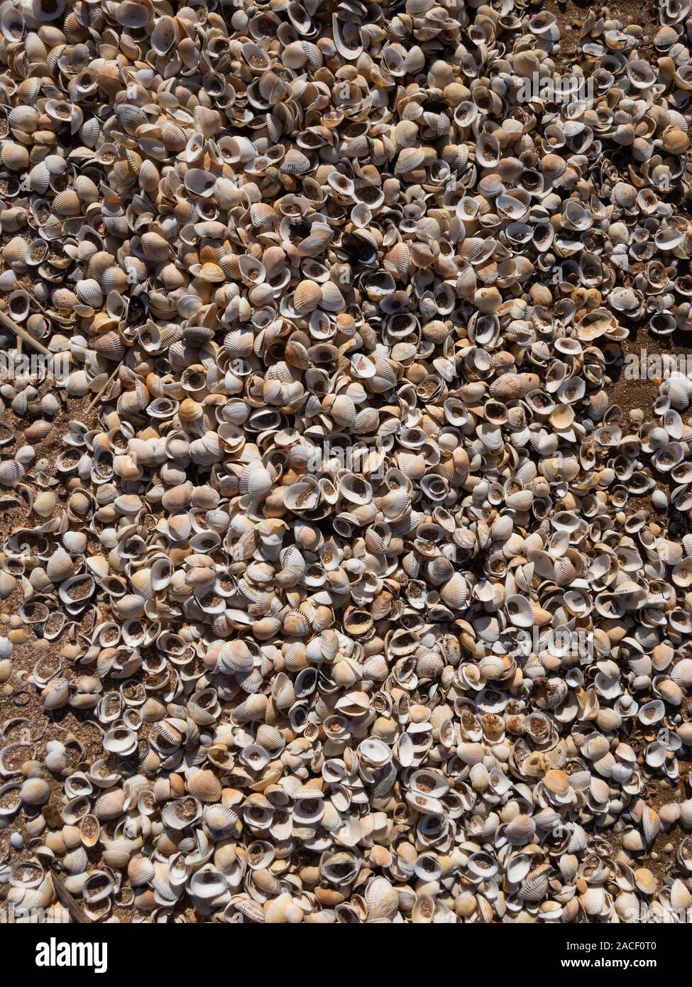 Broken sea shells on beach texture background pattern Stock Photo - Alamy