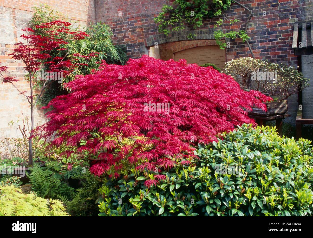 Japanese maple tree (Acer palmatum dissectum 'Garnet', centre, red ...