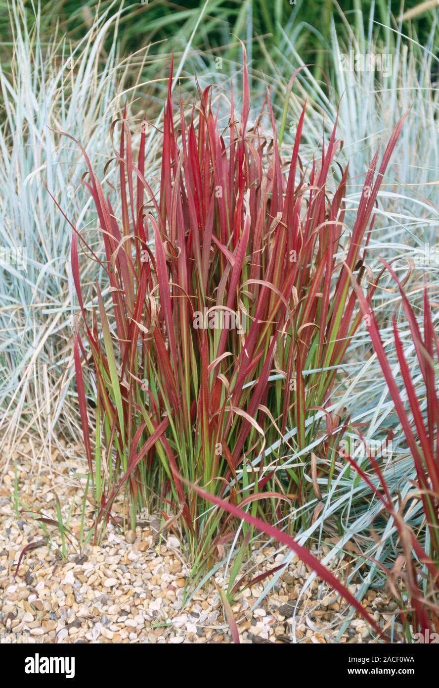 Japanese blood grass (Imperata cylindrica 'Rubra' Stock Photo - Alamy