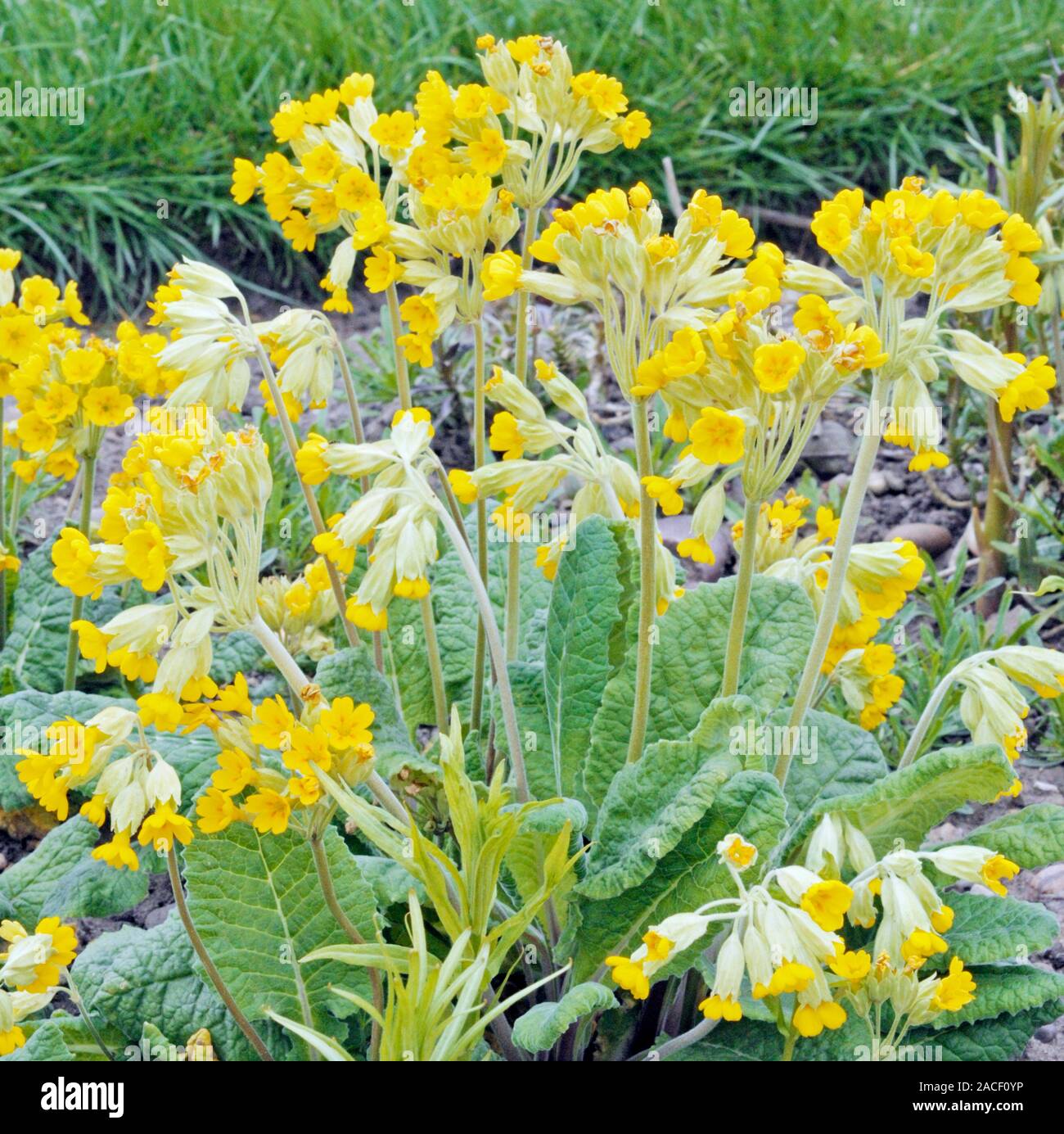 Primula flowers. These flowers are a hybrid between cowslips (Primula ...