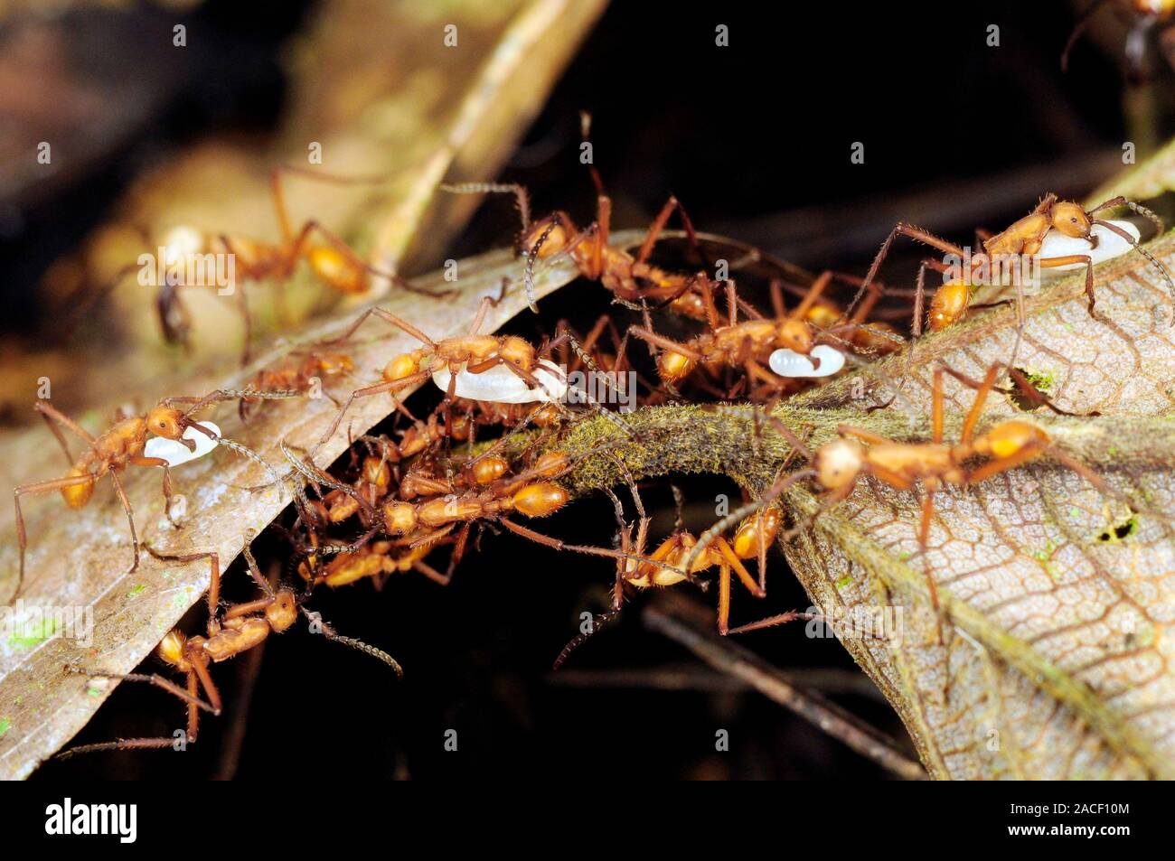 Army Ant (Eciton hamatum) workers carrying pupae and larvae while ...