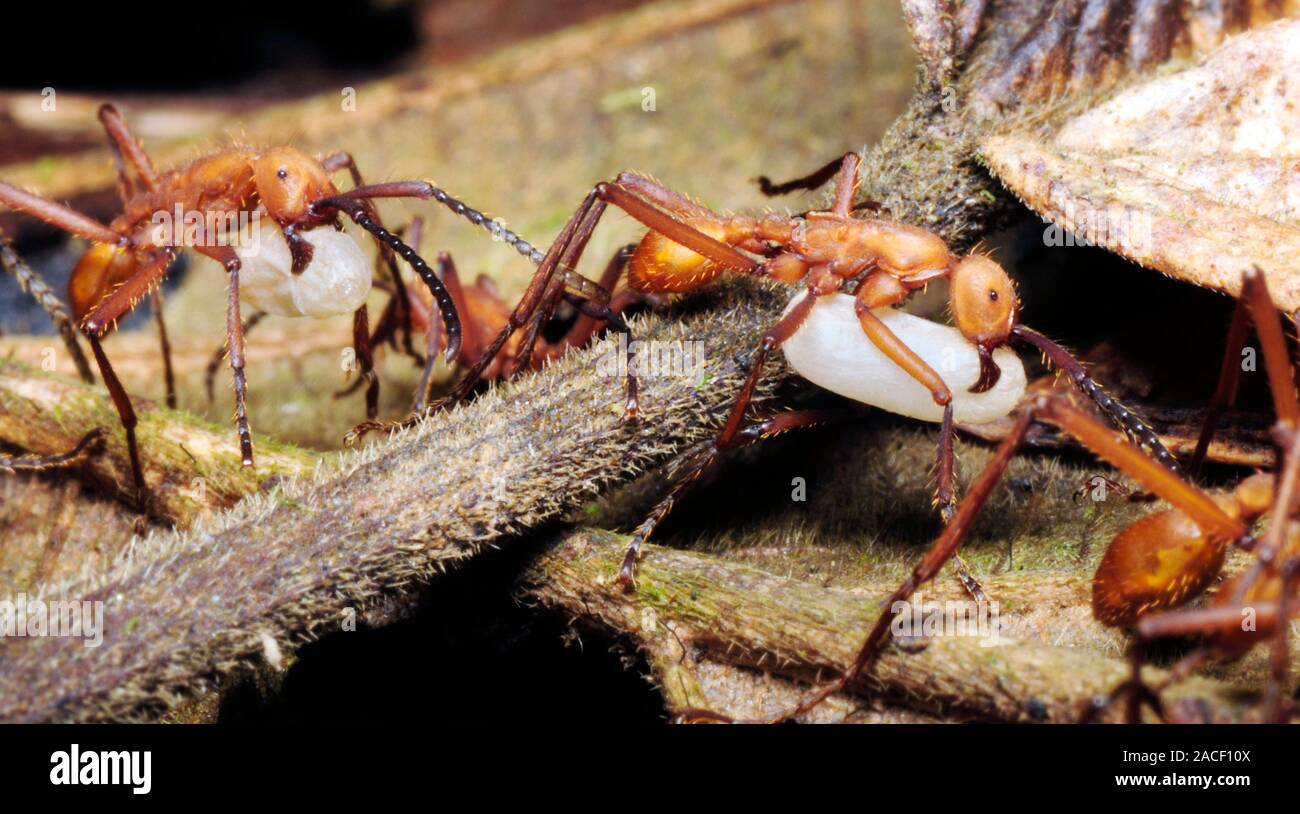 Army Ant (Eciton hamatum) workers carrying pupae while travelling along ...