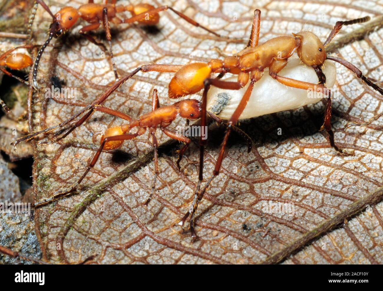 Army Ant (Eciton hamatum) workers carrying a pupa while travelling ...