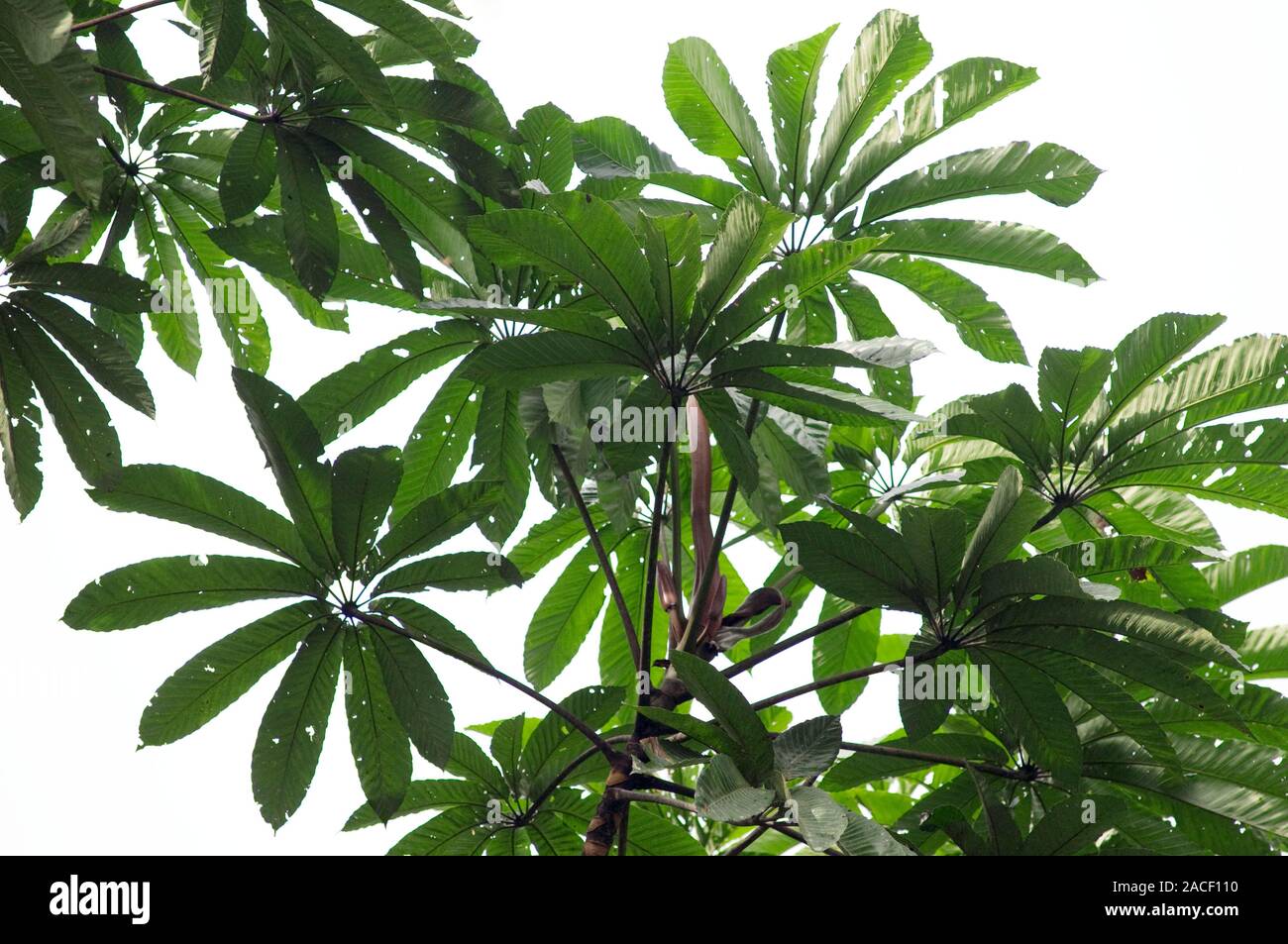Cecropia (Cecropia sp.). This tropical plant is easily identified by ...