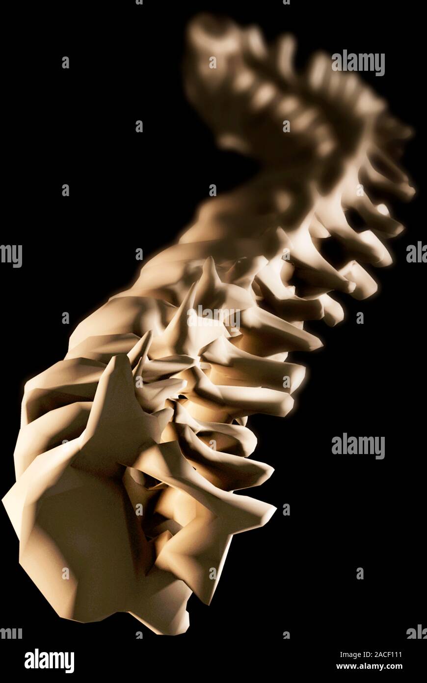 Spine, computer artwork. Close-up of an end of a human spine showing ...