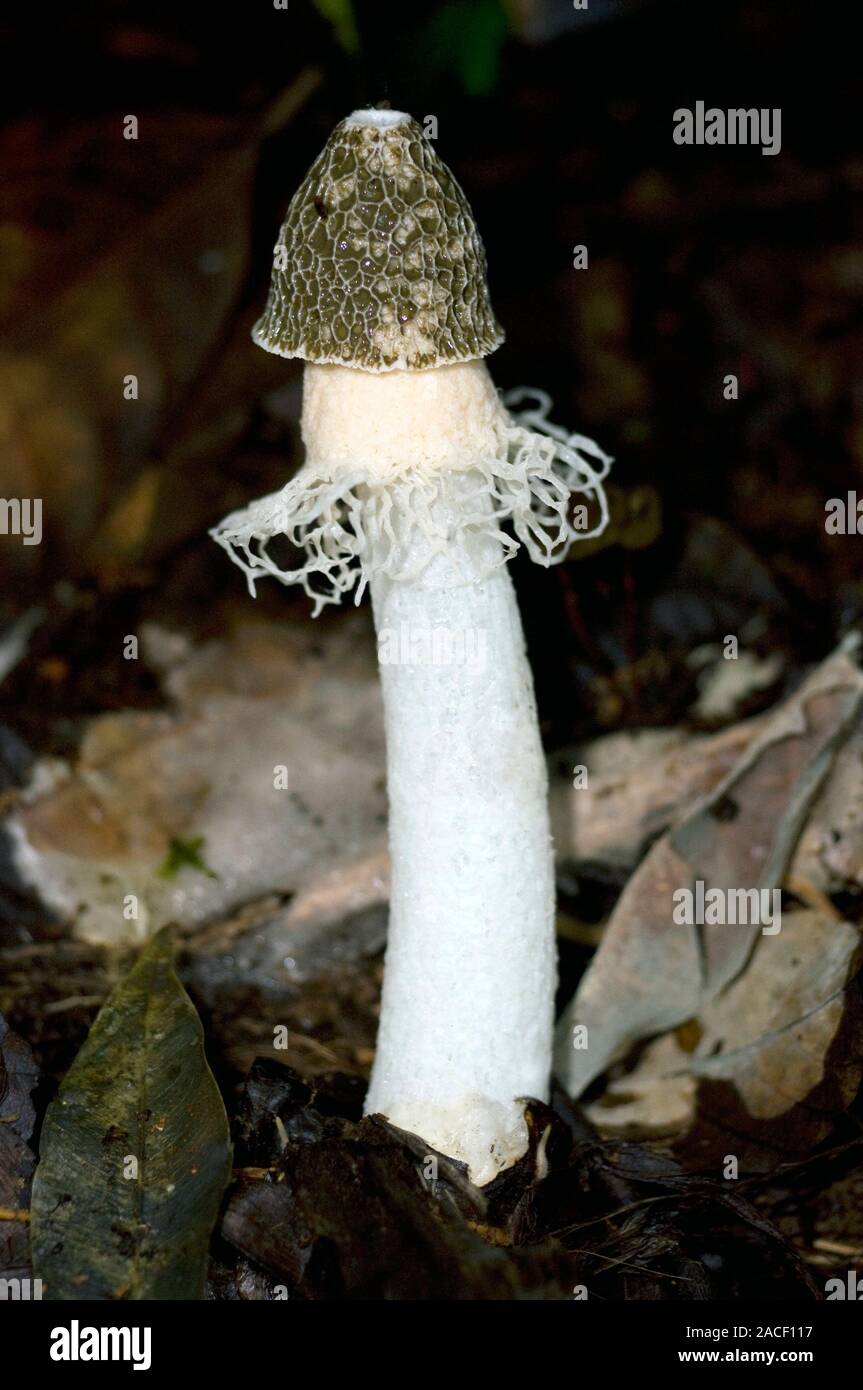 Netted stinkhorn fungus (Phallus duplicatus). The tip of the fungus ...