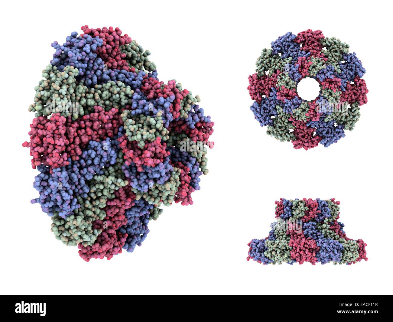 Bacteriophage Dna Packaging Motor Molecular Model Bacteriophages Are Viruses That Only Infect