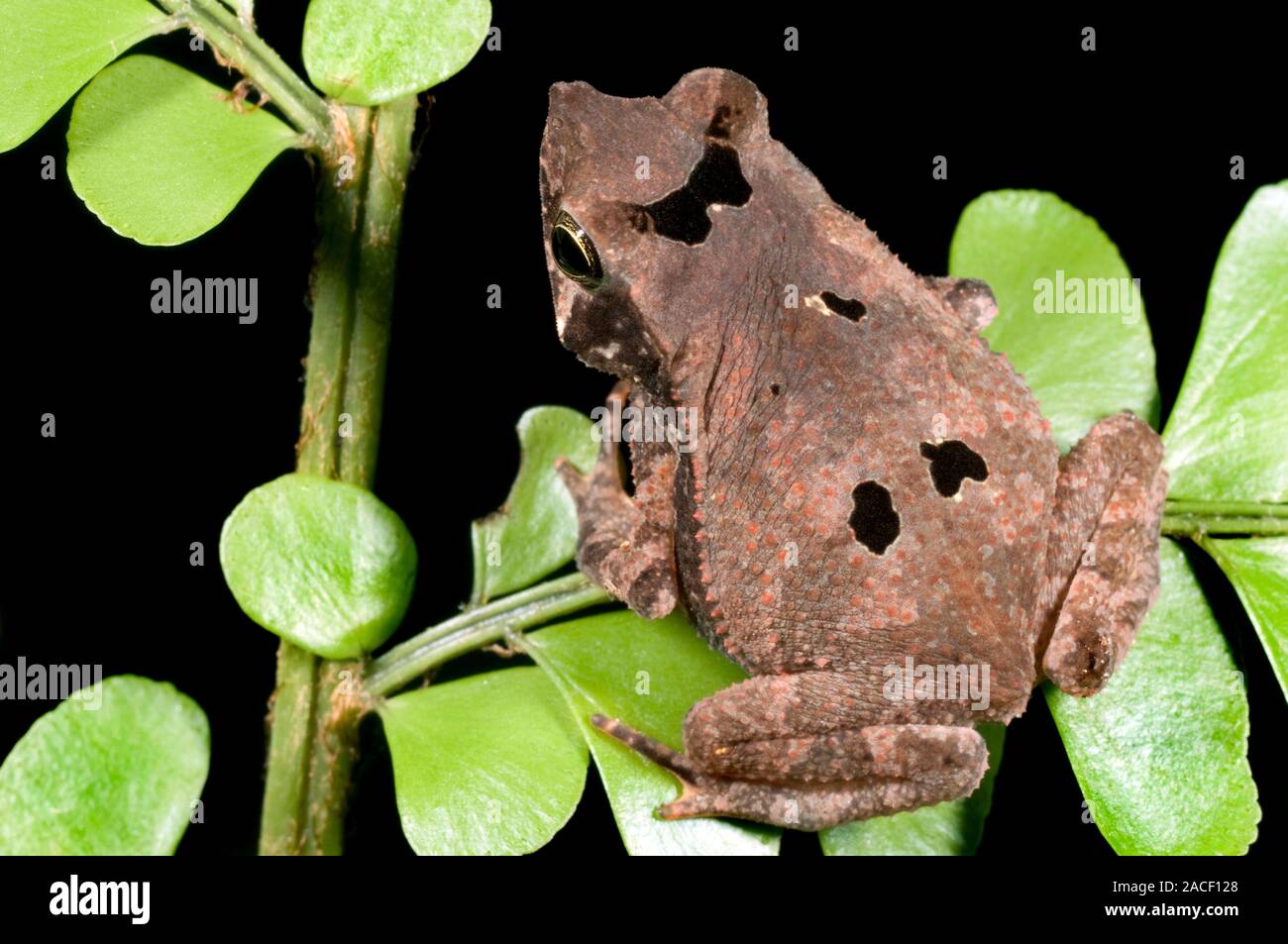 South American common toad (Bufo margaritifer). This toad, also called ...
