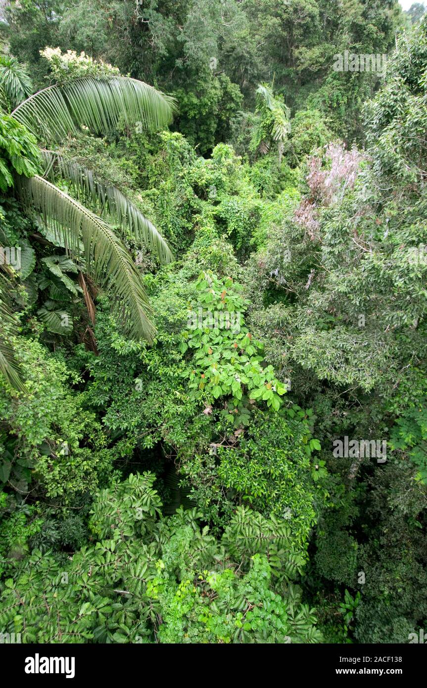 Tropical rainforest canopy. This rainforest is part of the Tiputini ...