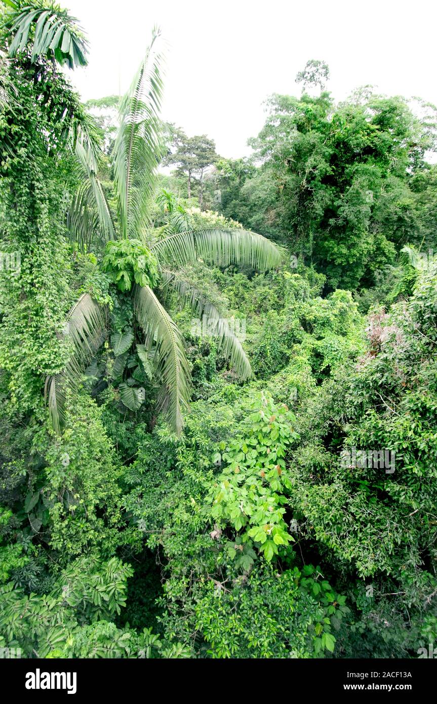 Tropical rainforest canopy. This rainforest is part of the Tiputini ...