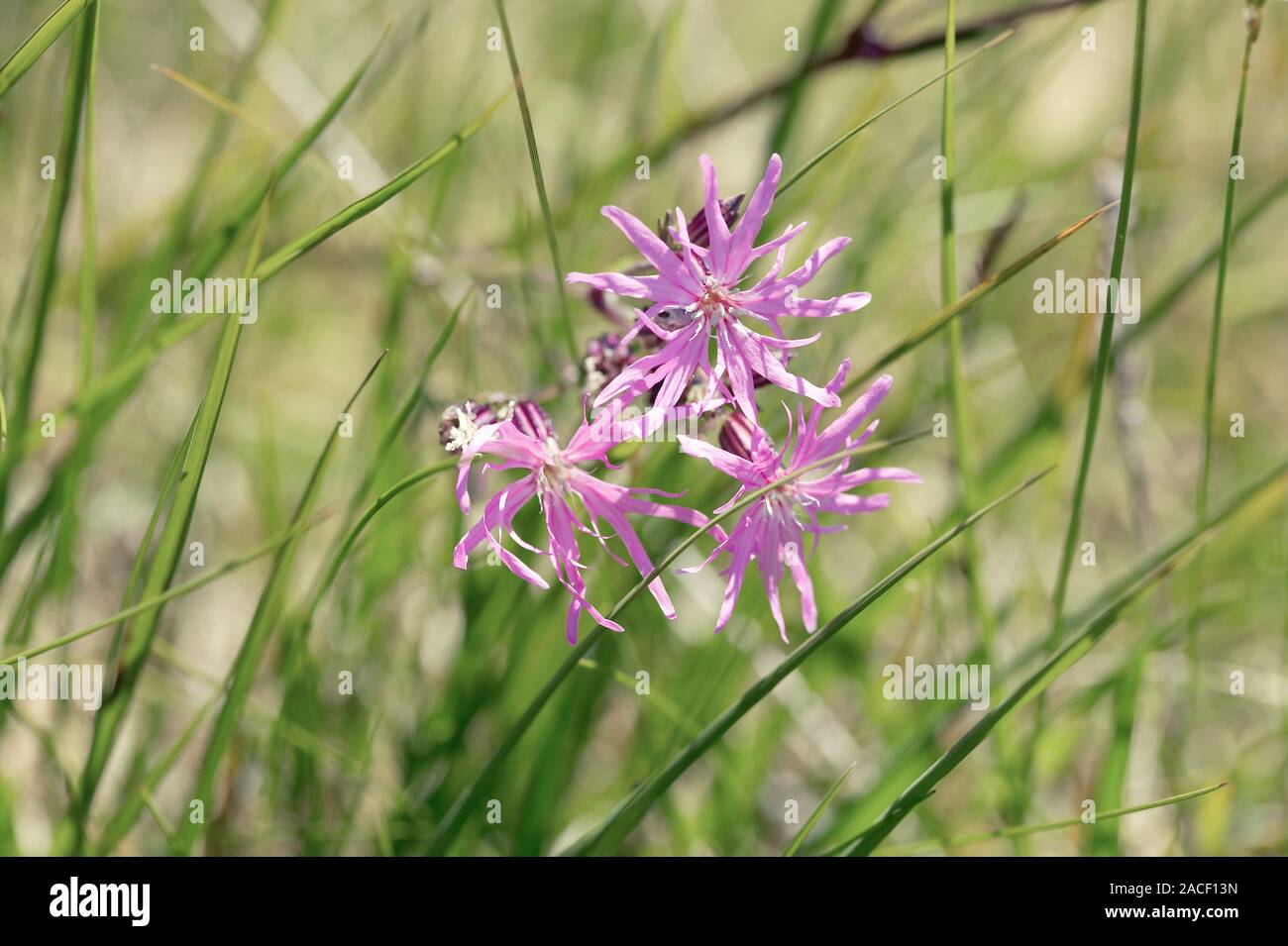 Ragged robin flowers (Lychnis flos-cuculi). This herbaceous perennial ...
