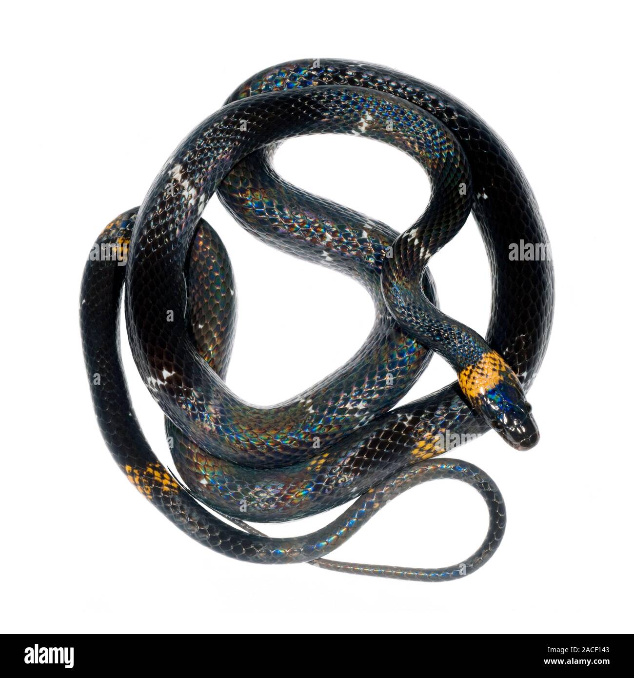 Tropical snake (suborder Serpentes Stock Photo - Alamy