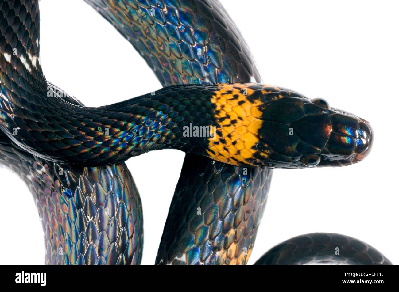 Tropical snake (suborder Serpentes Stock Photo - Alamy