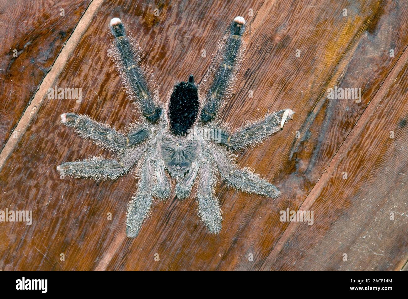 Tarantula (family Theraphosidae) on a cabin floor in South America ...