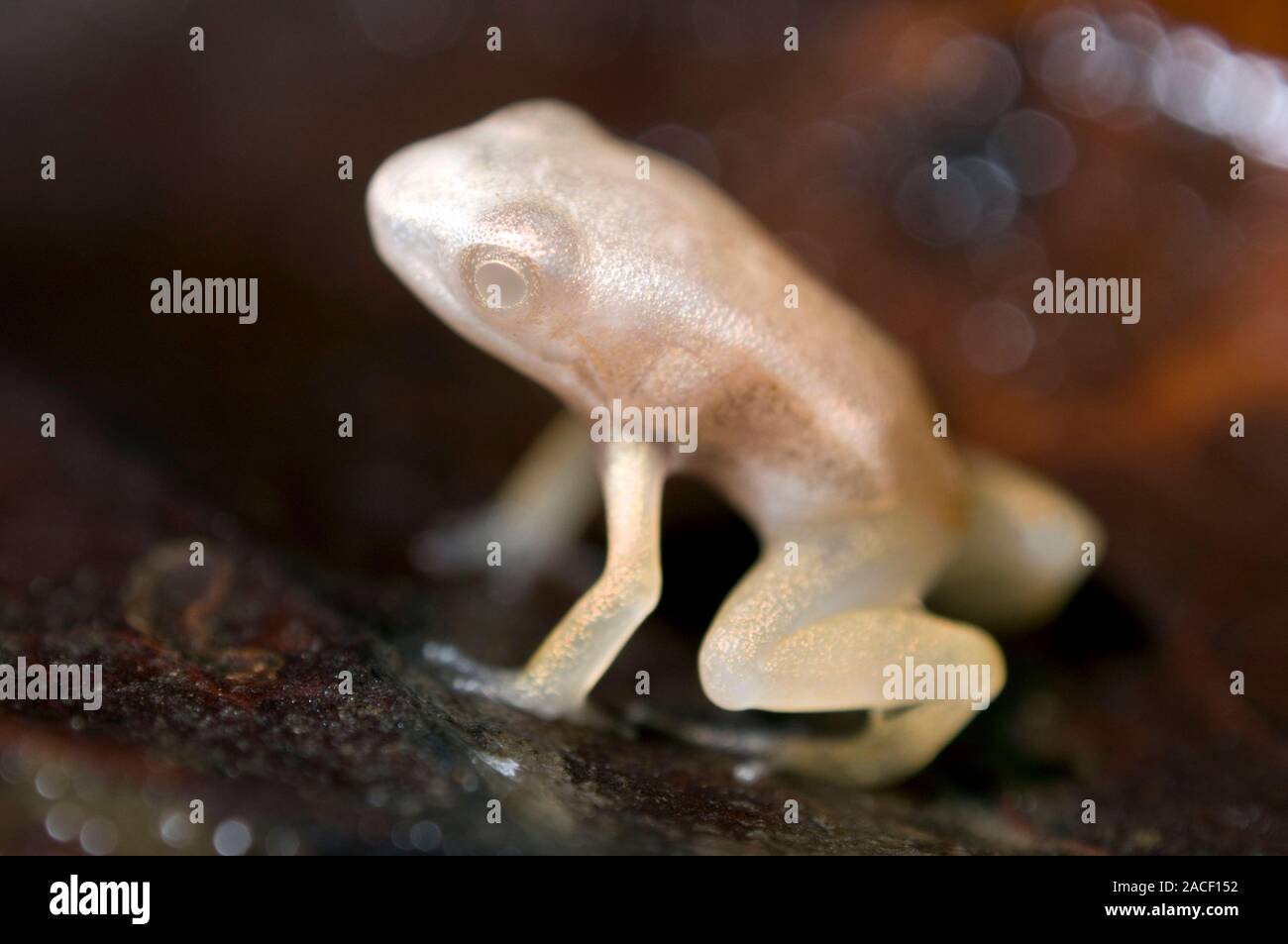 Albino frog (order Anura). Albinism is caused by the absence of skin ...