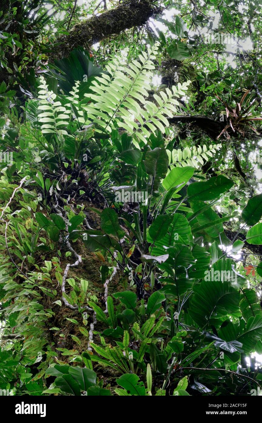 Epiphytic plants in a rainforest canopy. Epiphytes are non-parasitic ...