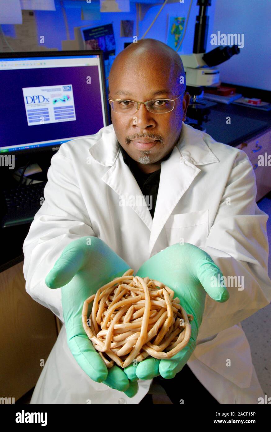 Parasitic nematode worms being held by a laboratory technician. These ...