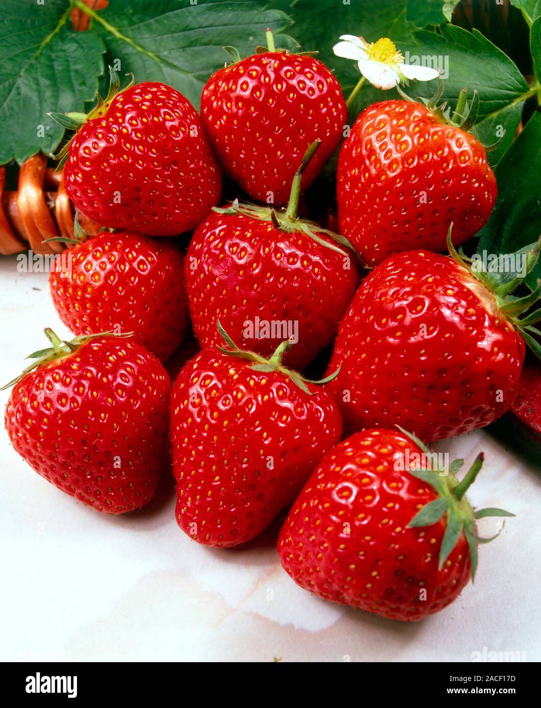 Strawberries (Fragaria x ananassa 'Alice' Stock Photo - Alamy