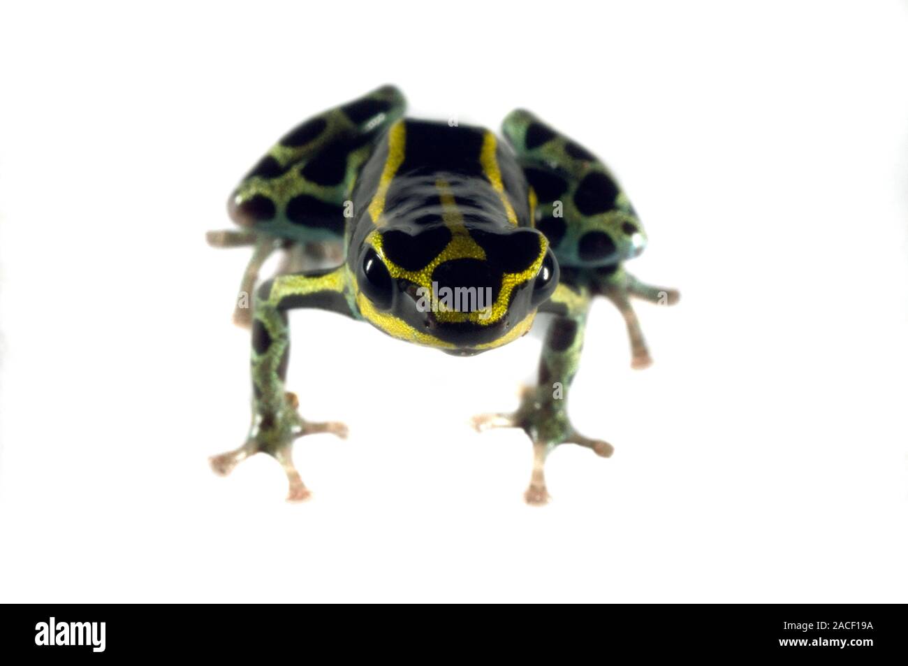 Poison dart frog (family Dendrobatidae). This frog, also known as the ...